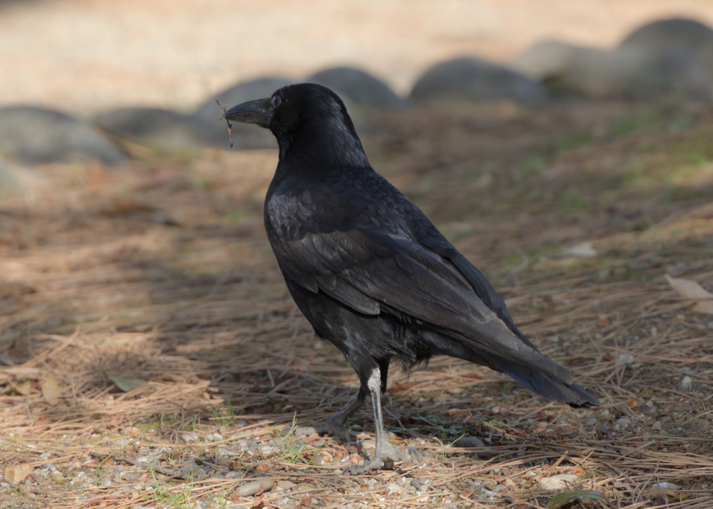 Carrion Crow from Showa Ward, Nagoya, Aichi, Japan on April 08, 2025 at ...