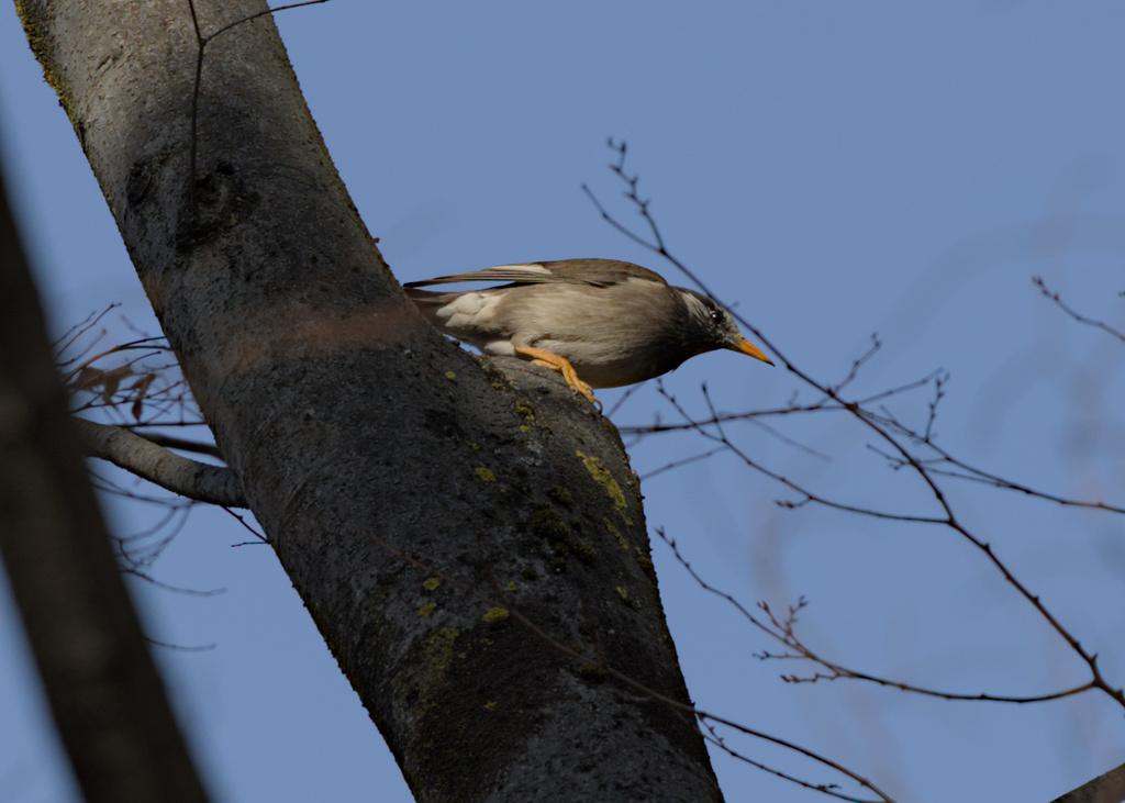 White-cheeked Starling from Showa Ward, Nagoya, Aichi, Japan on April ...