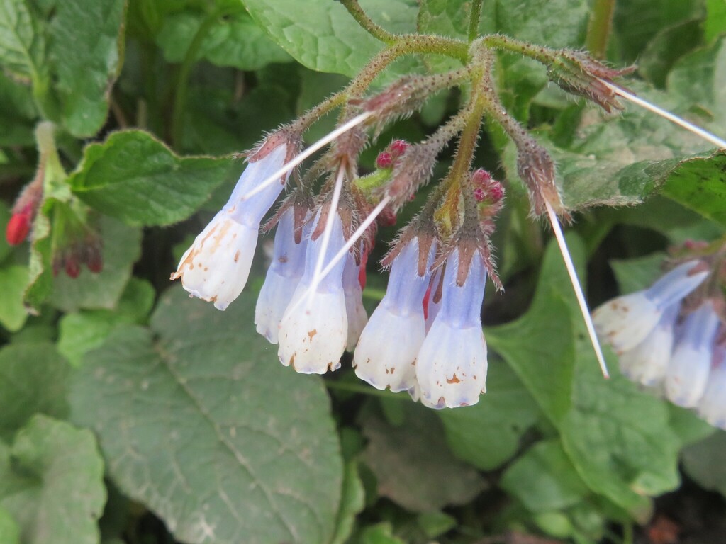 Hidcote Comfrey from Golden Acre Park, Otley Road, Leeds, UK on April 9 ...