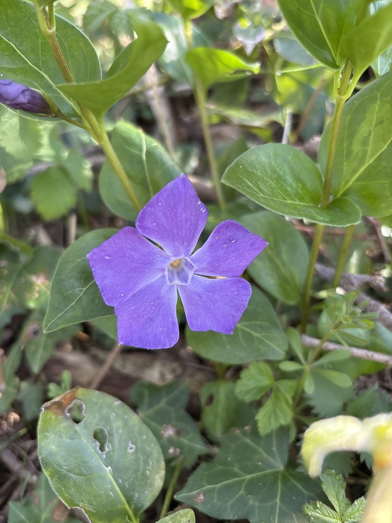 greater periwinkle from Coastal Road, Sefton, England, GB on April 9 ...