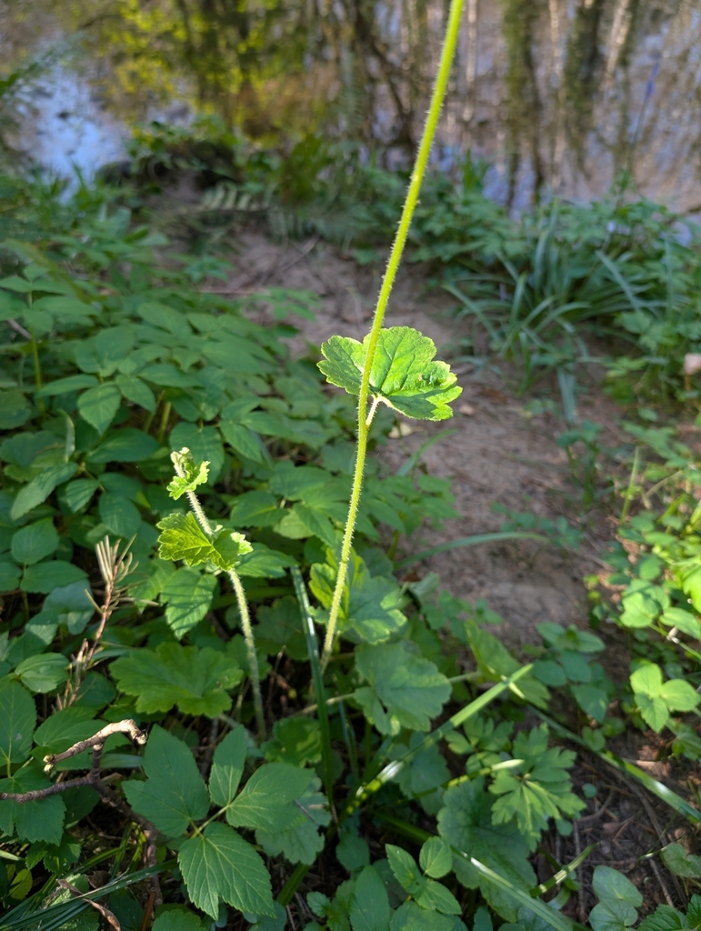 fringe cups from Limavady BT49, UK on April 9, 2025 at 11:07 AM by Jack ...