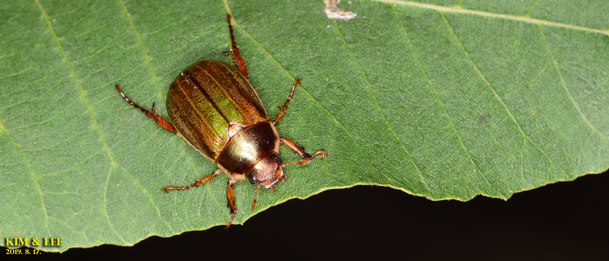 Anomala corpulenta Motschulsky, 1854