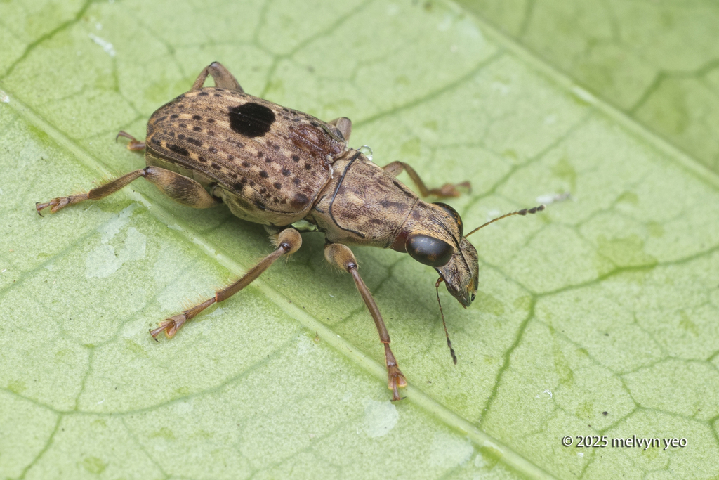 Nessiara centralis from Singapore on April 5, 2025 at 08:00 PM by ...