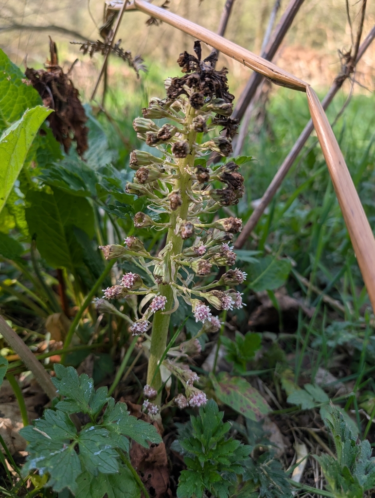 Common Butterbur from Limavady BT49, UK on April 9, 2025 at 11:49 AM by ...
