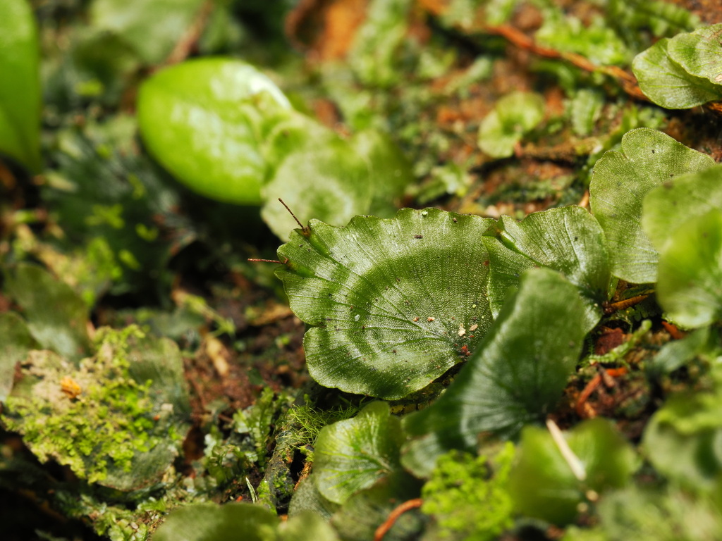Didymoglossum bimarginatum in April 2025 by Ray Tsai · iNaturalist
