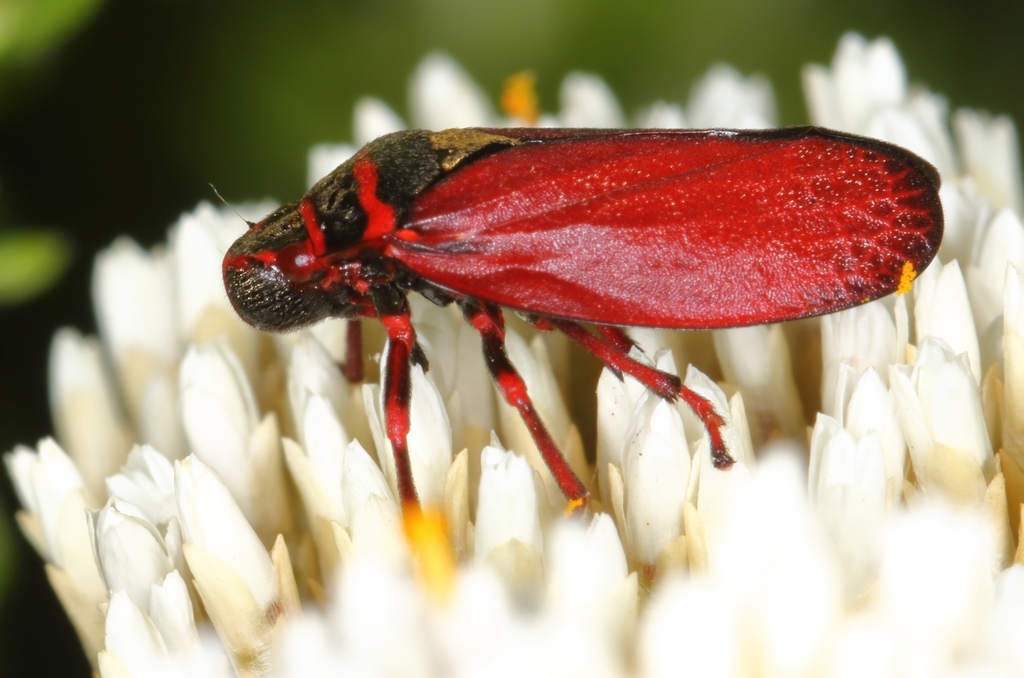 Plain Red Spittlebug from Betty's Bay, 7141, South Africa on March 21 ...