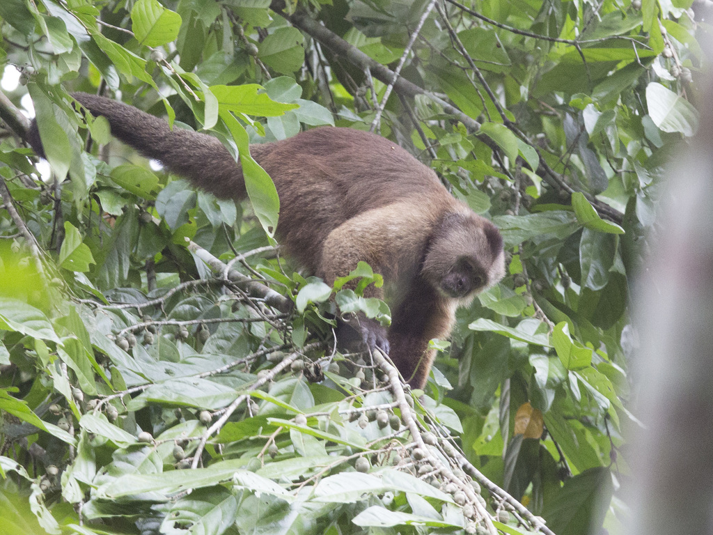 brown weeper capuchin (Cebus brunneus) - Know Your Mammals