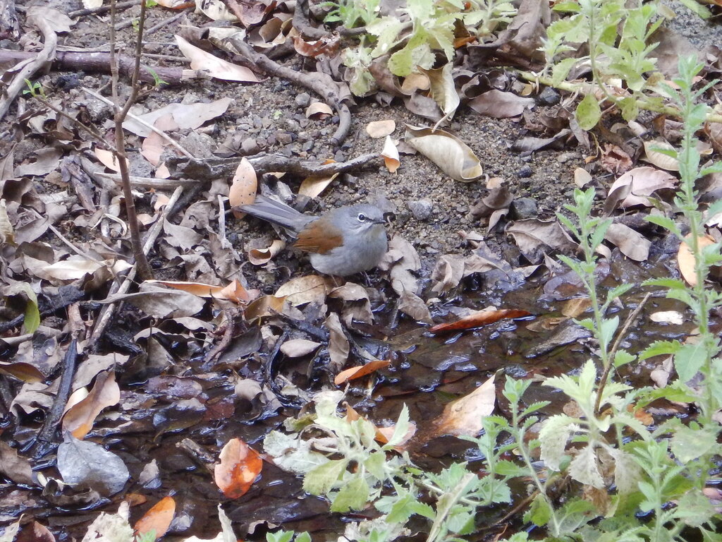 Brown-backed Solitaire (Tres Marías) from Isla María Madre on March 26 ...