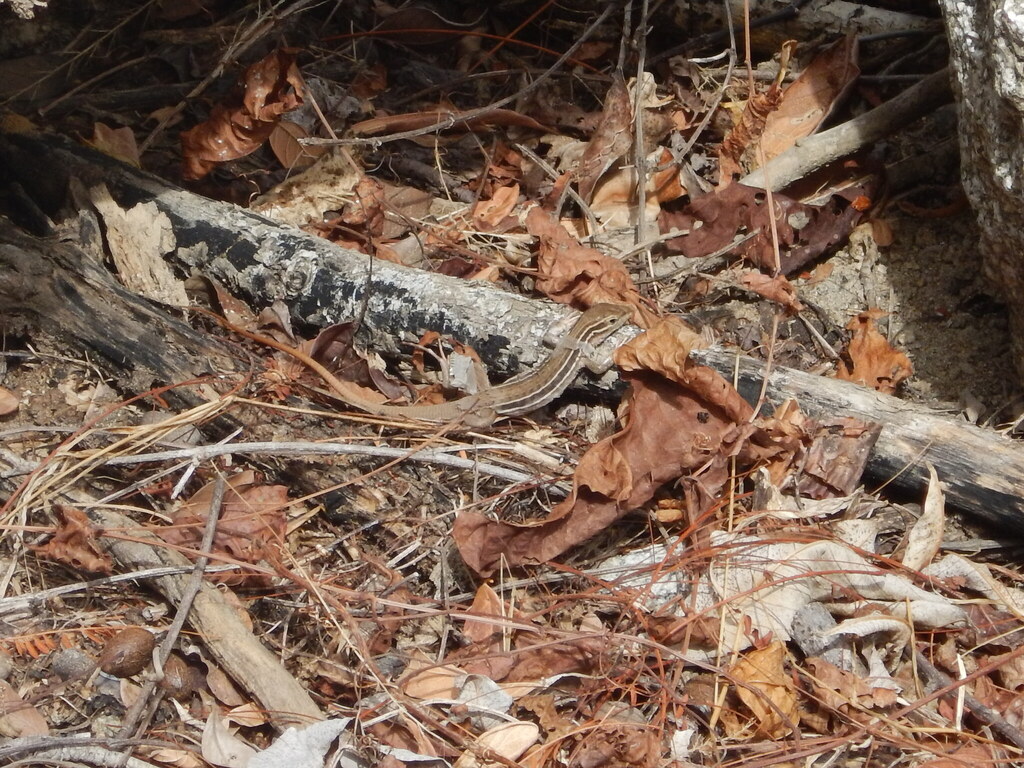 Huico moteado gigante de las Islas Marías desde Isla María Madre el 26 ...