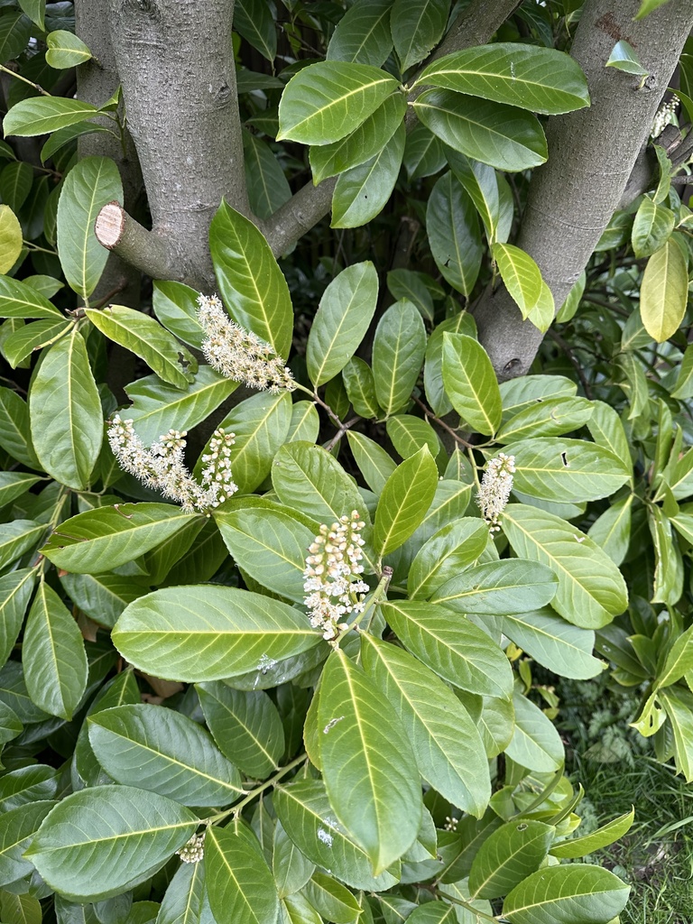 Cherry laurel from Kendall Park, Hockley, England, GB on April 9, 2025 ...