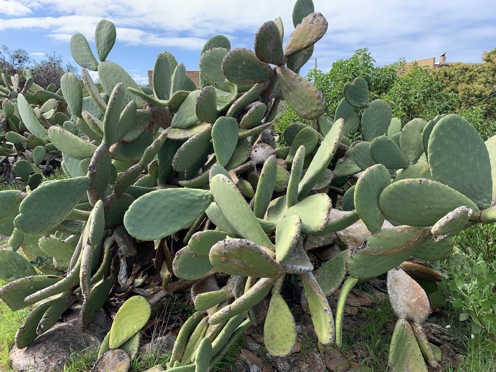 Indian fig opuntia from Overberg, Western Cape, South Africa on August ...