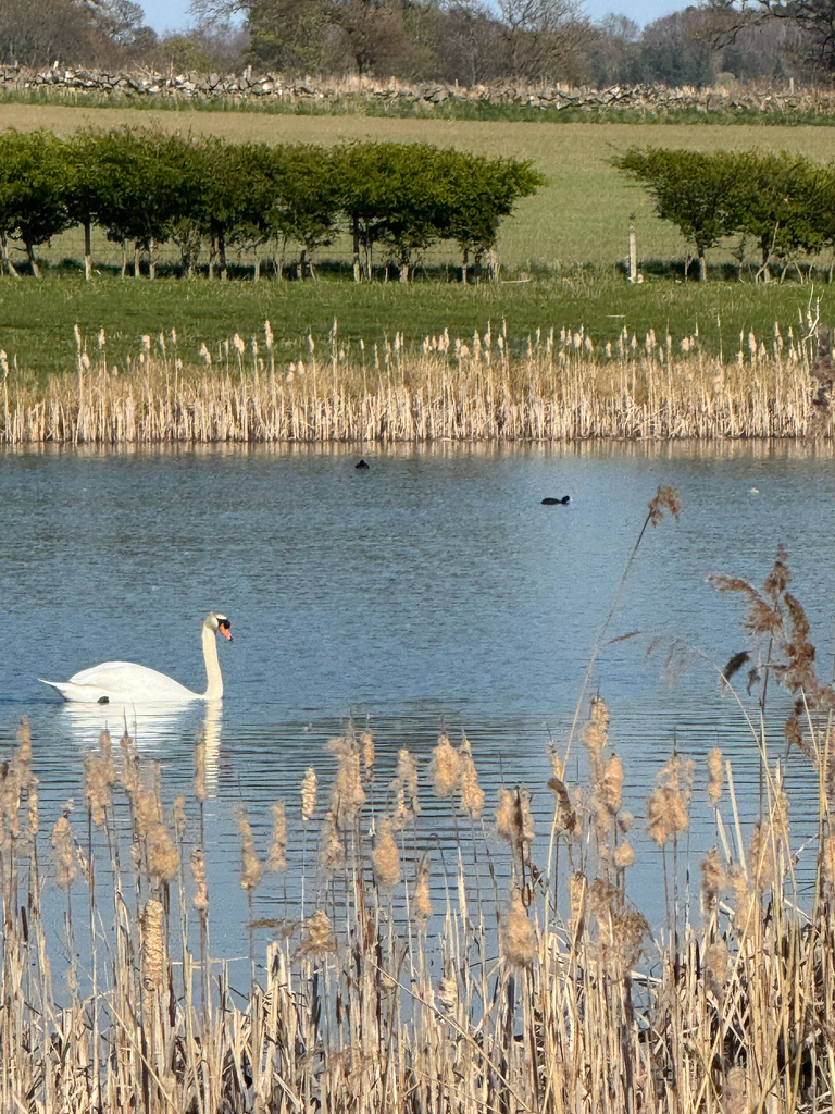 Mute Swan from Cupar, Scotland, GB on April 9, 2025 at 04:12 PM by ...