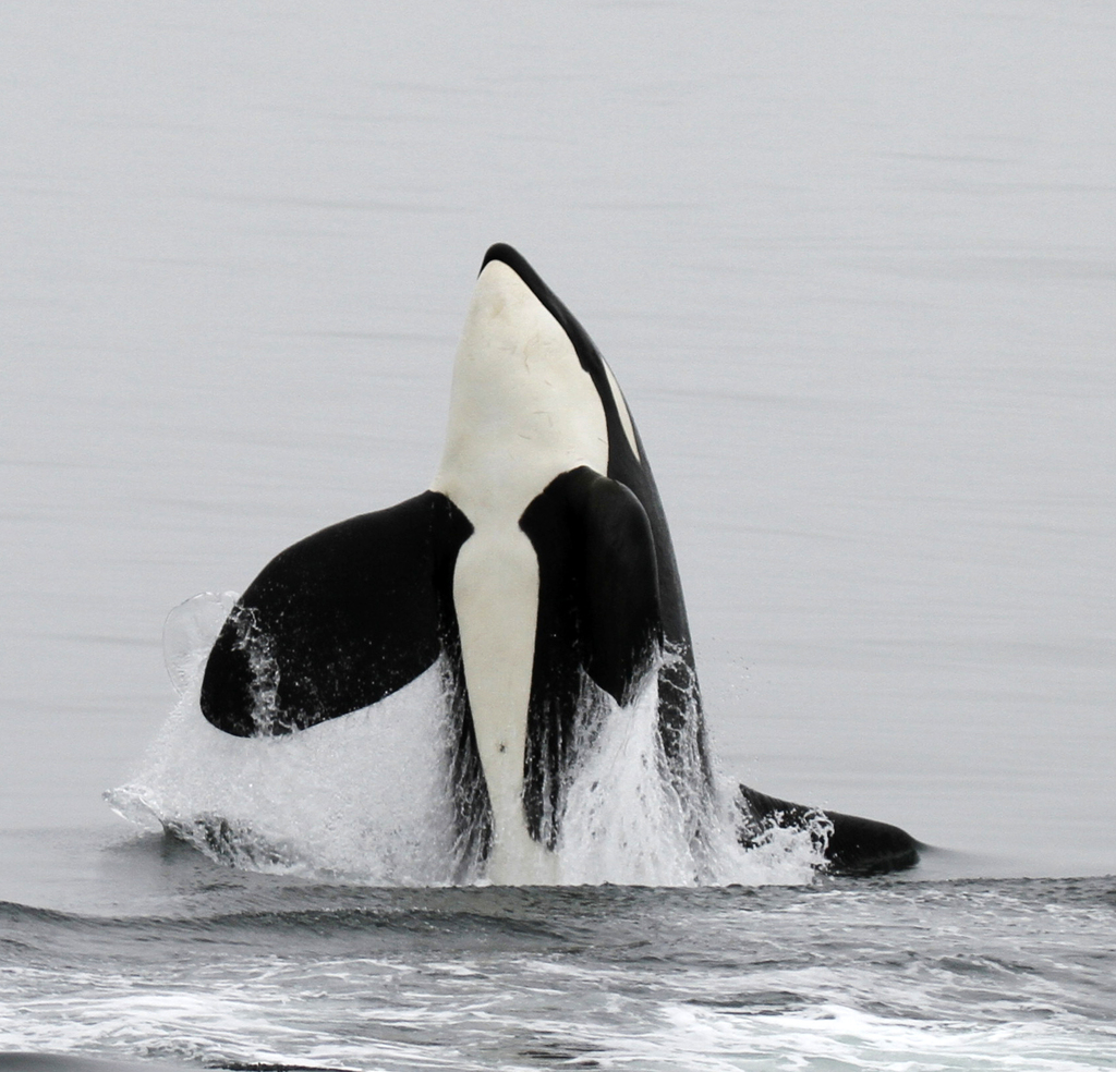 Orca from Monterey Bay, California, USA on September 10, 2016 at 09:20 ...