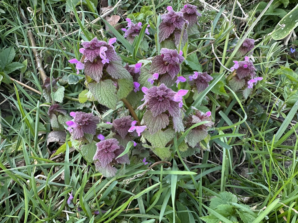 red deadnettle from Fairview, Aberlour, Scotland, GB on April 9, 2025 ...
