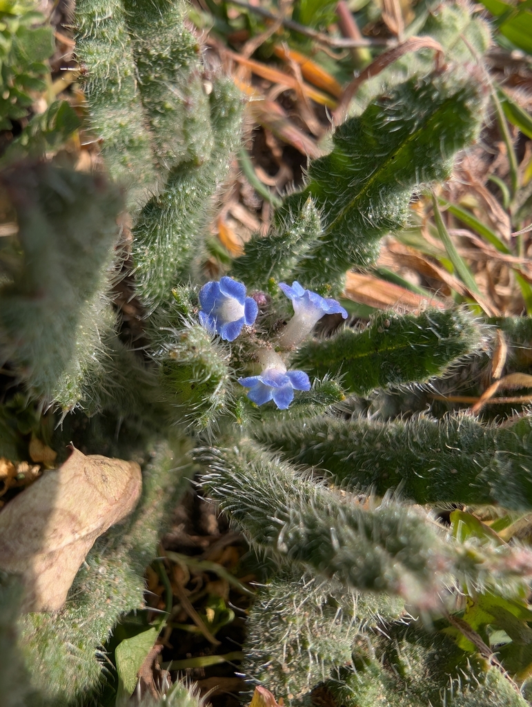 small bugloss from Lakenheath, UK on April 4, 2025 at 11:36 AM by Haydn ...