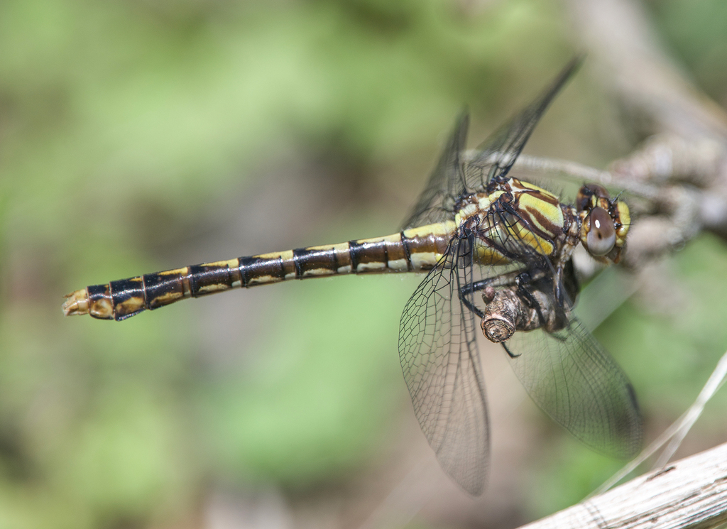 St. Croix Snaketail from Powhatan County, VA, USA on April 9, 2025 at ...