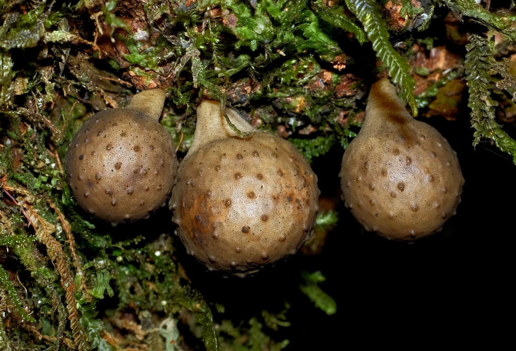 Cyttaria from 4195, New Zealand on January 16, 2025 at 09:41 AM by Aman ...