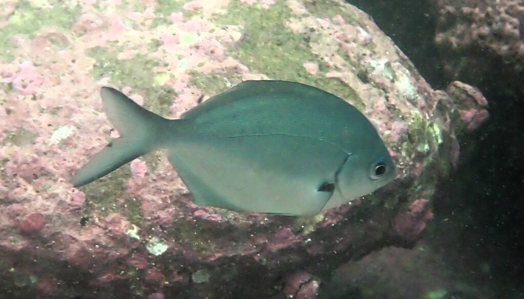 Silver Sweep from Cronulla NSW 2230, Australia on April 9, 2025 at 01: ...