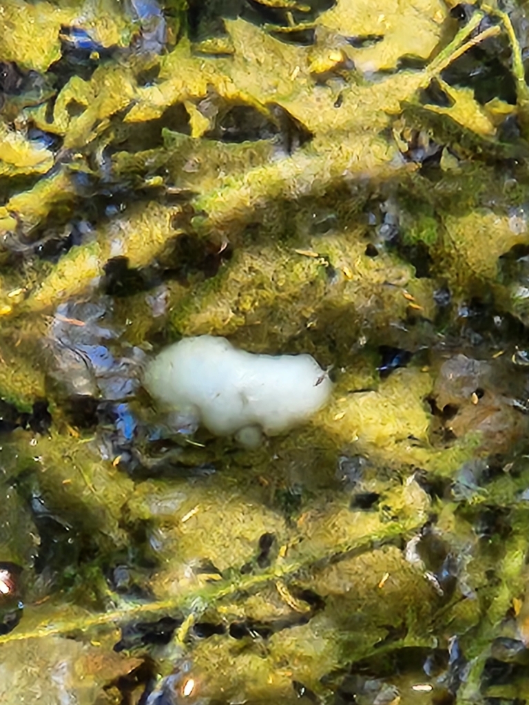 Spotted Salamander from Stroud Township, PA, USA on April 9, 2025 at 02 ...