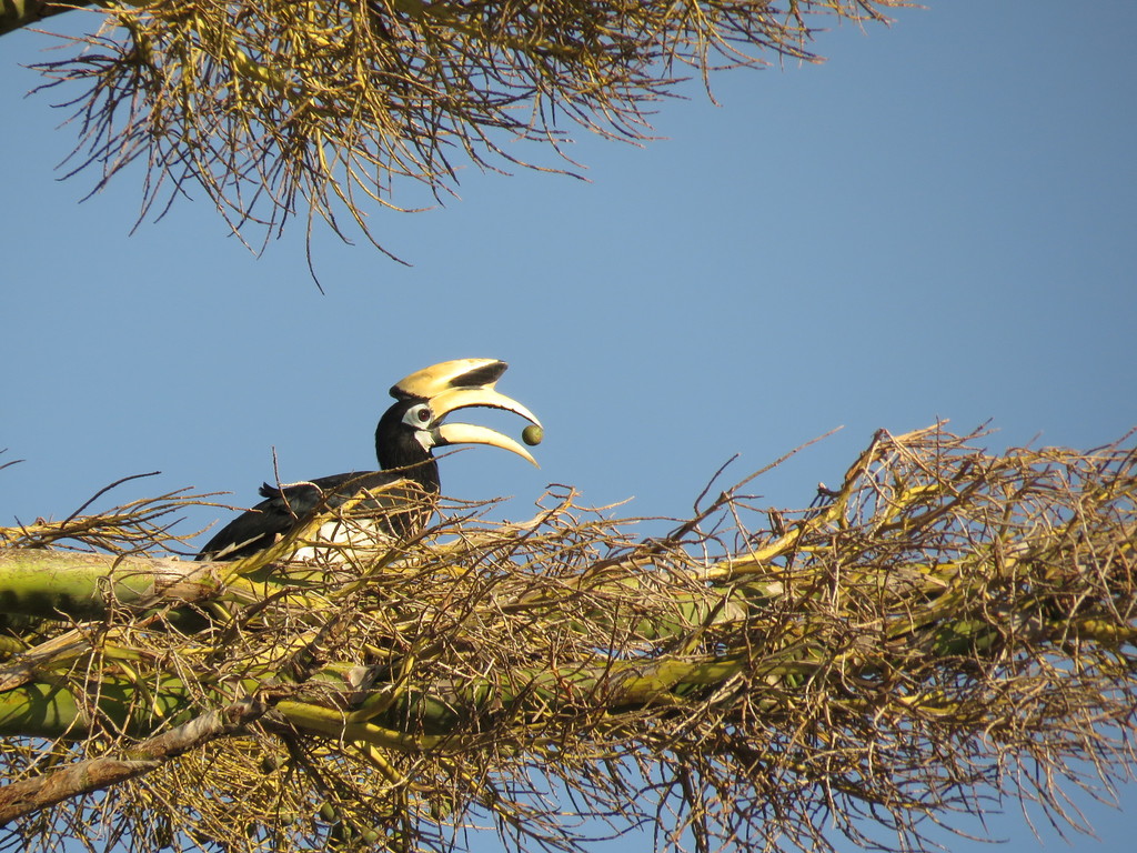 gebang palm (Corypha utan) - Botanical Realm