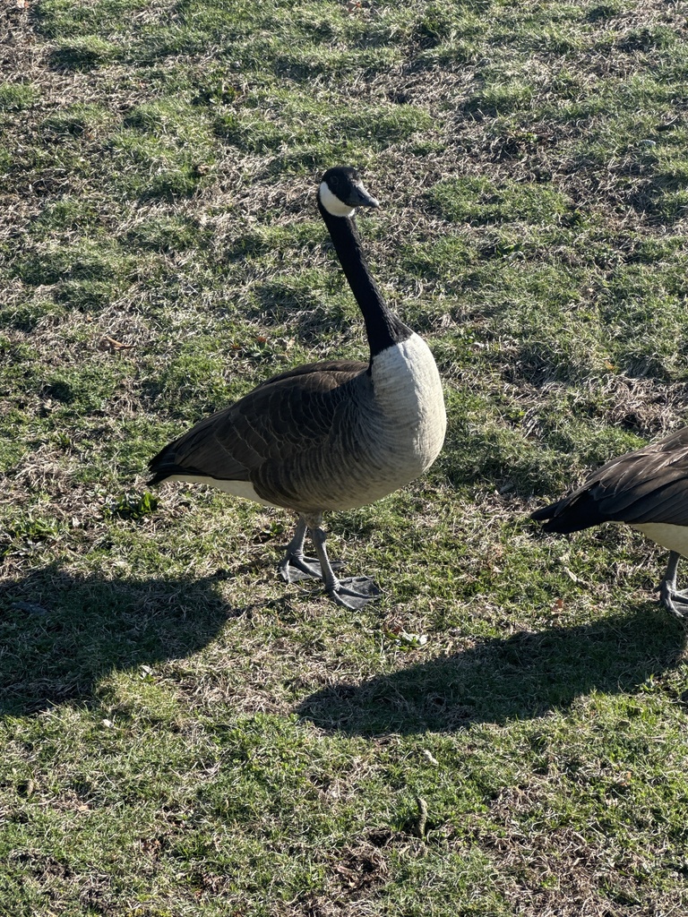 Canada Goose from Mount Feake Cemetery, Waltham, MA, US on April 9 ...