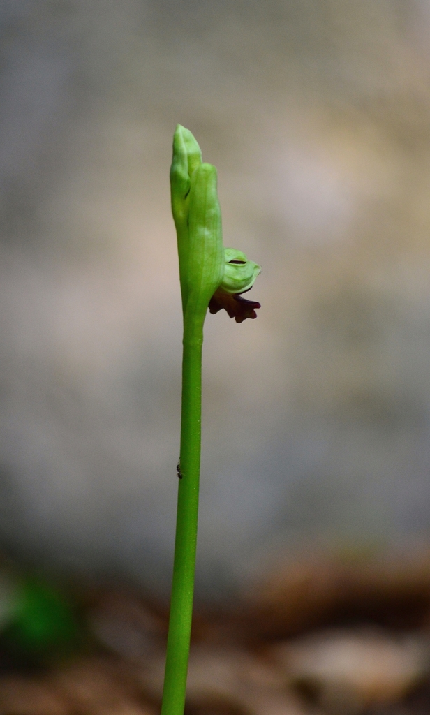 Fly Orchid from 37010 Torri del Benaco, Verona, Italien on April 9 ...