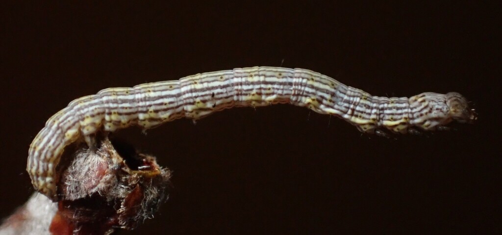 Three-staff Underwing in May 2024 by Angus Mossman. Reared. Collected ...