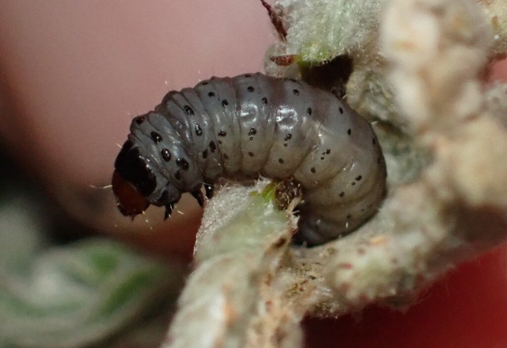 Indigobush Twig Borer in June 2024 by Angus Mossman. In remnant sand ...