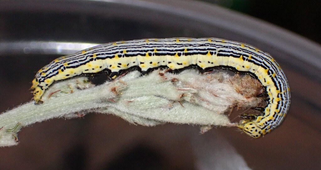 Three-staff Underwing in June 2024 by Angus Mossman. Reared. Collected ...