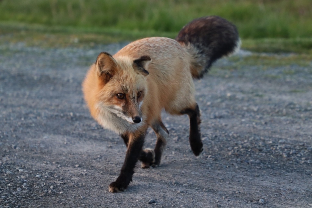 Red Fox in April 2025 by Gloria Qiu · iNaturalist