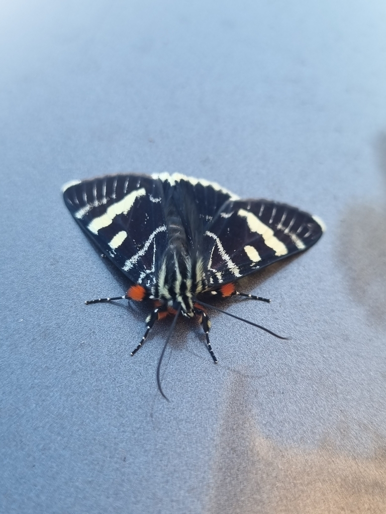 Australian Grapevine Moth in February 2025 by maccapack1 · iNaturalist