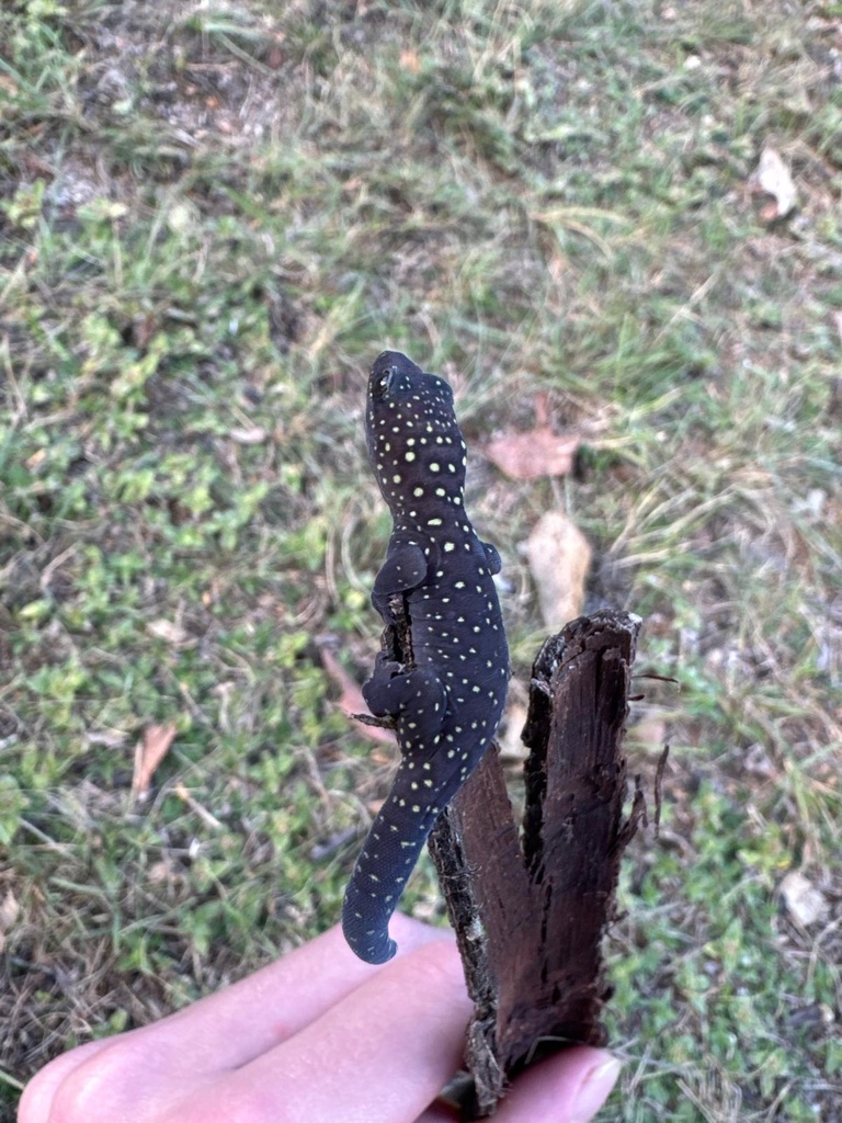 Southern Spotted Velvet Gecko from Butler Rd, Amiens, QLD, AU on April ...