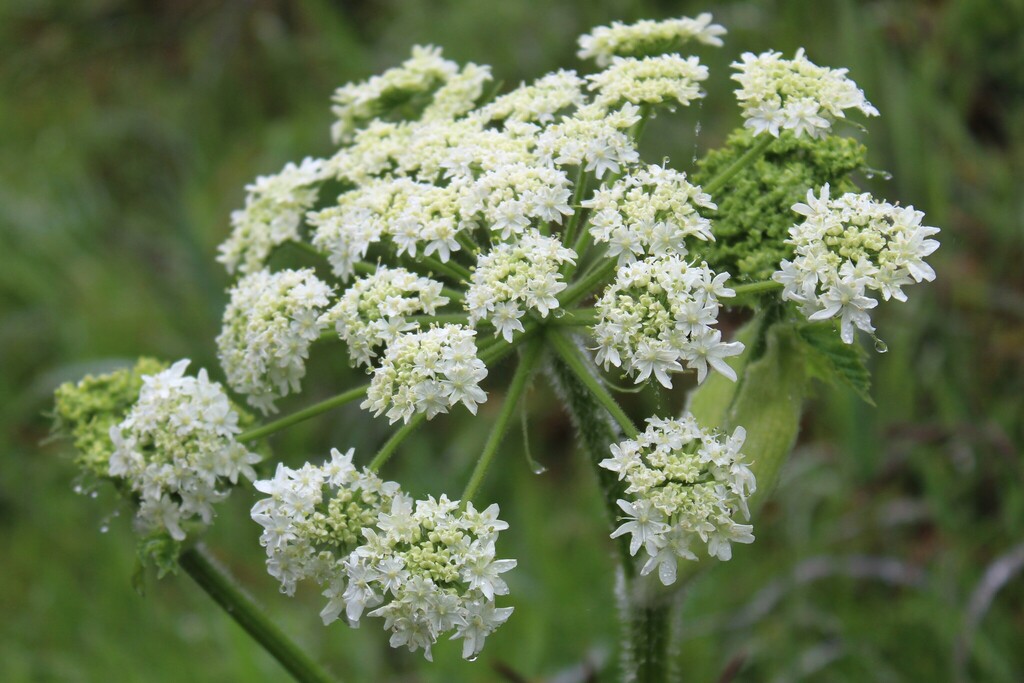 common cowparsnip from Muir Beach Trailhead, Muir Beach, CA 94965, USA ...