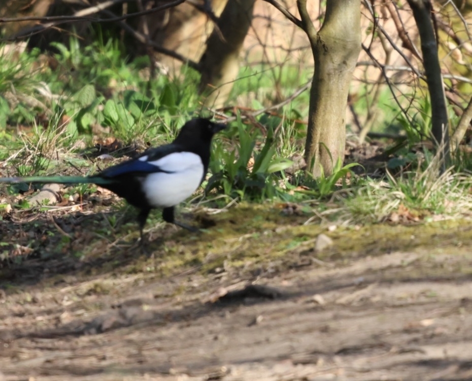 Eurasian Magpie from Aberdeen AB22 8AB, UK on April 9, 2025 at 05:07 PM ...