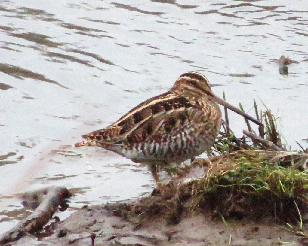 Common Snipe (Wildlife of Rifle Falls, Rifle Gap, and Harvey Gap State ...