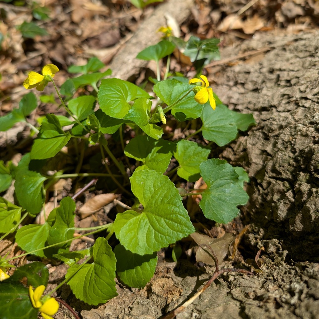 Smooth Yellow Violet from Northwest Washington, Washington, DC, USA on ...
