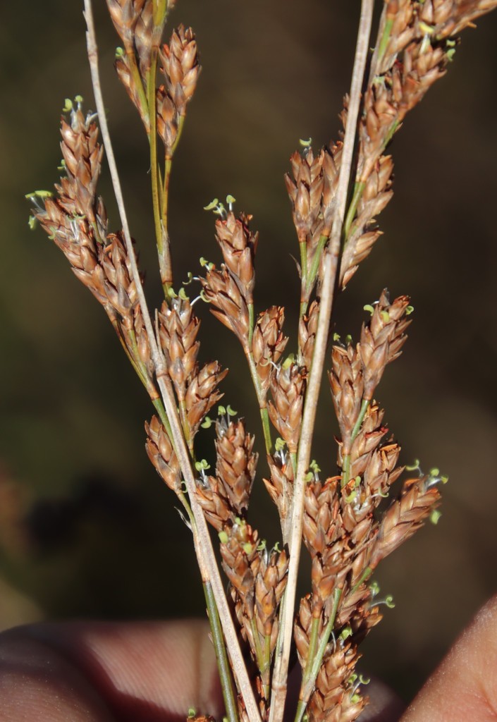 Restio tetragonus (Restios of the Hottentots Holland ) · iNaturalist