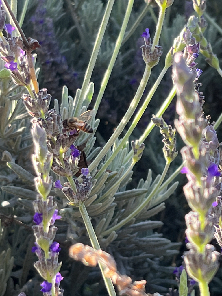 Western Honey Bee from Lupin St, Simi Valley, CA, US on April 9, 2025 ...