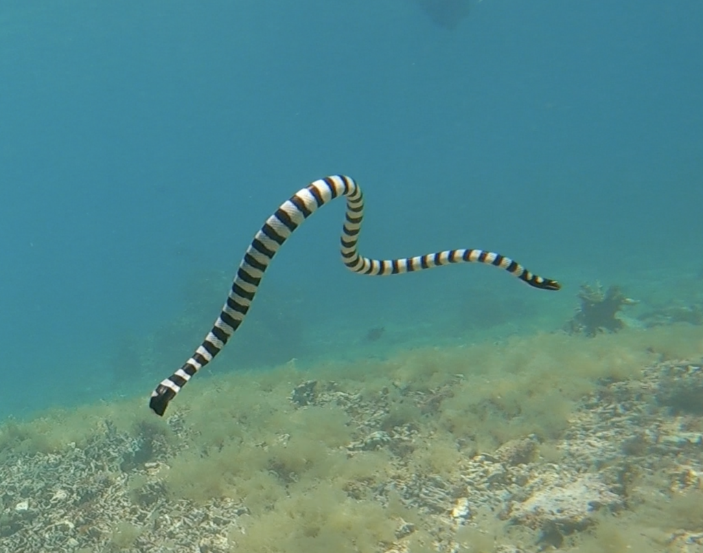Yellow-lipped Sea Krait from Irabu Nakachi, Okinawa, JP on April 9 ...