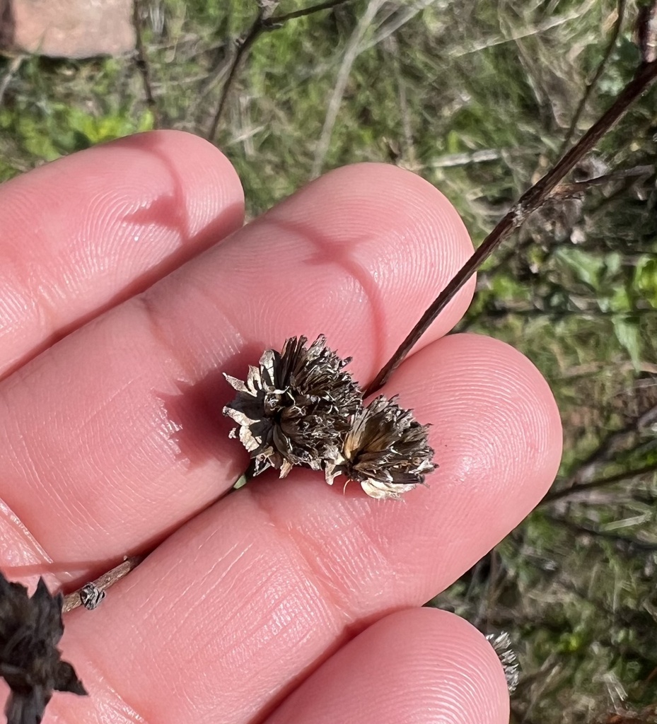 triangle-leaf bursage from Ensenada, B.C., MX on March 18, 2025 at 11: ...