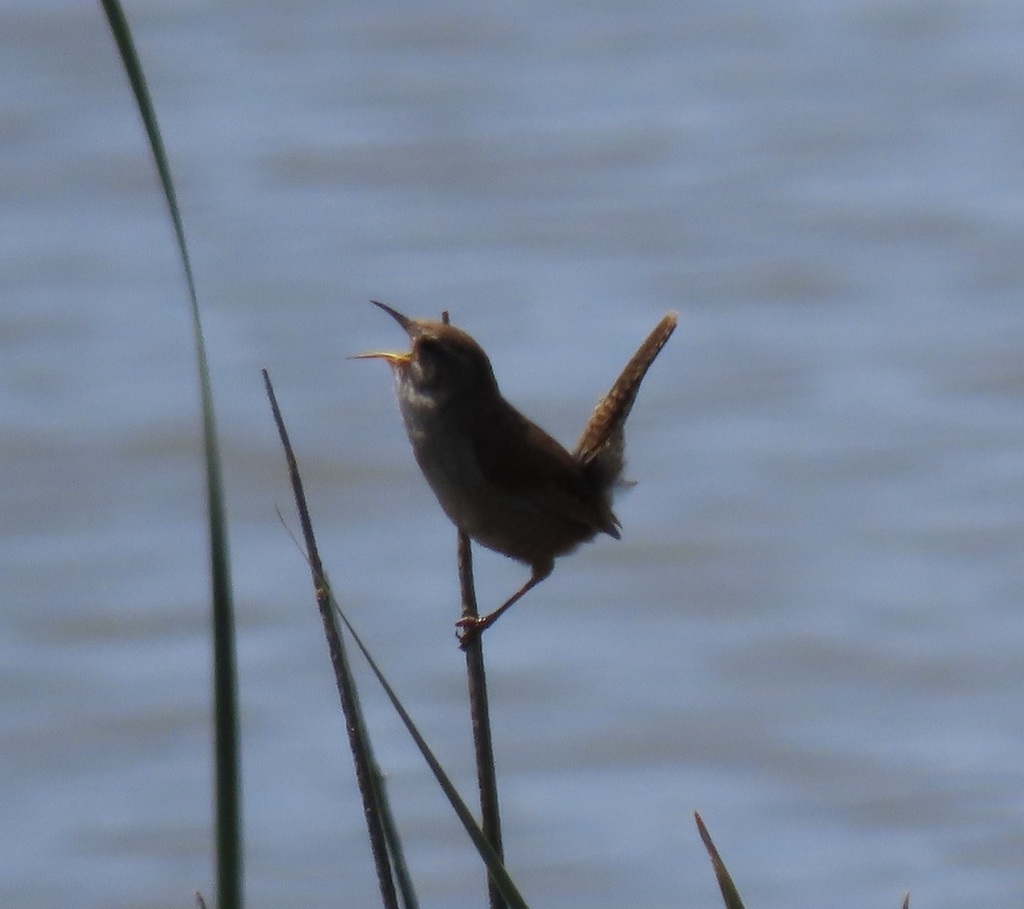 Marsh Wren from Petaluma, CA, USA on April 9, 2025 at 12:28 PM by Di ...