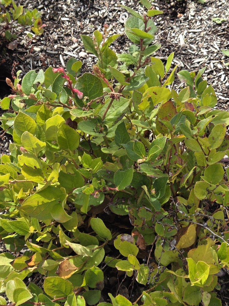 salal from Dundee, OR, USA on April 9, 2025 at 02:48 PM by jbuschman81 ...