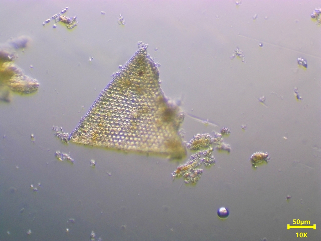 Triceratium from Leipsic River, Delaware, USA on April 9, 2025 at 08:52 ...