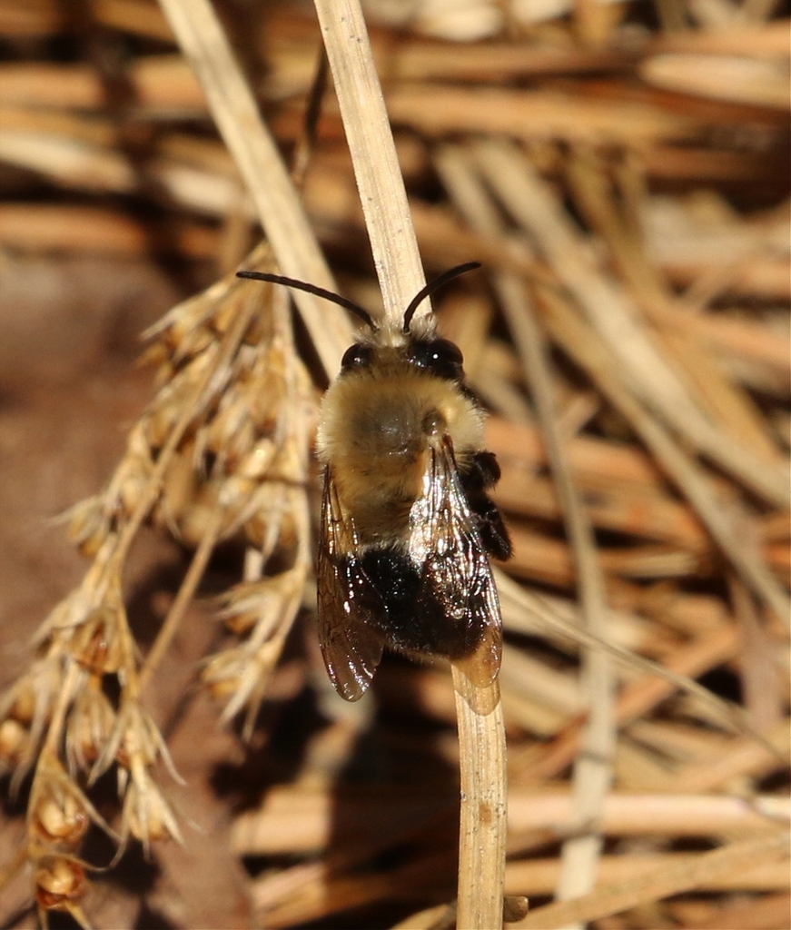 Blueberry Digger Bee from Pemberton Township, NJ, USA on April 9, 2025 ...
