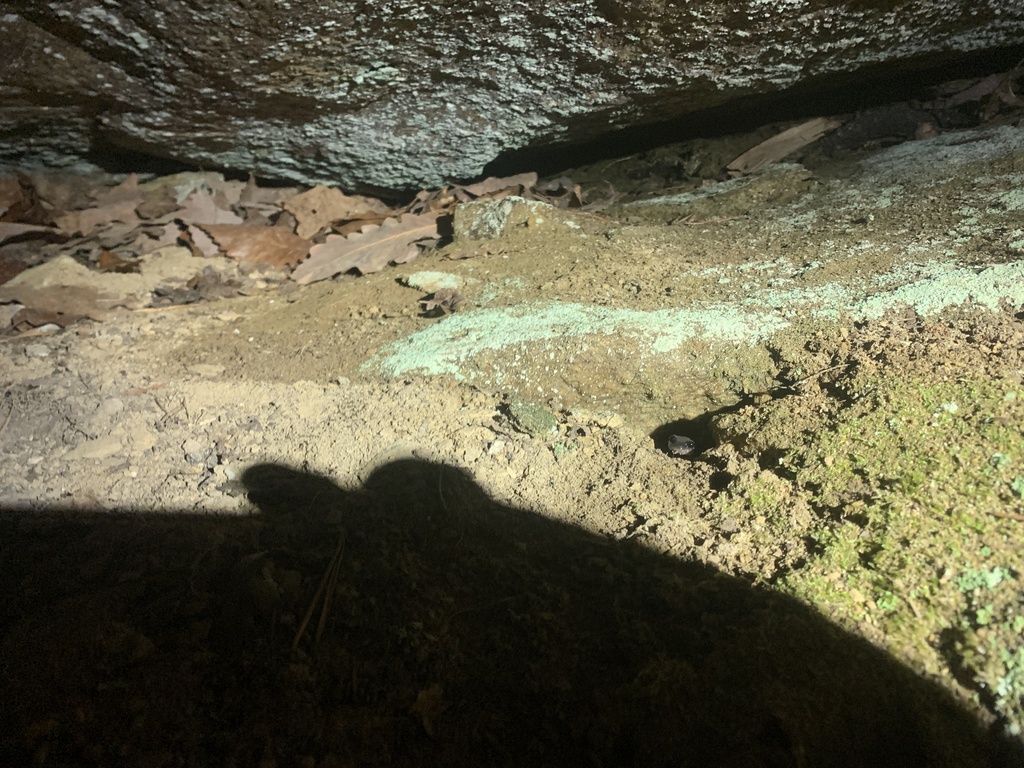 slimy salamander complex in April 2025 by Jonathan Hakim · iNaturalist