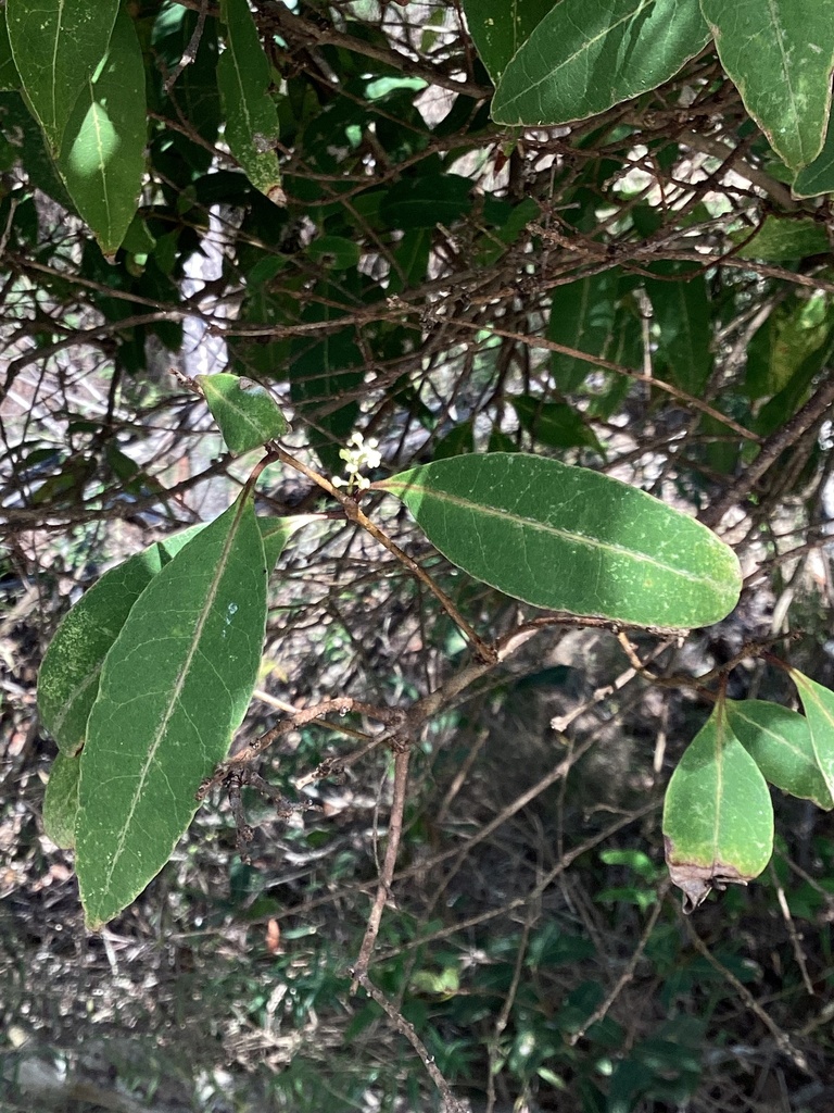 Veined Mock-olive from Croajingolong National Park, Mallacoota, VIC, AU ...