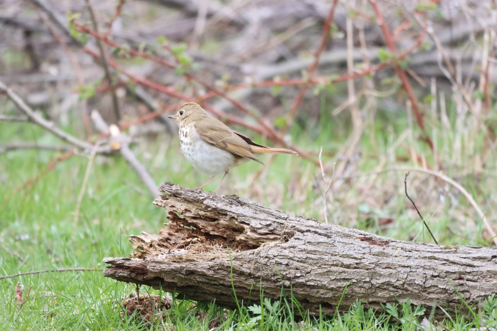 Hermit Thrush from Glenville, Cleveland, OH, USA on April 09, 2025 at ...