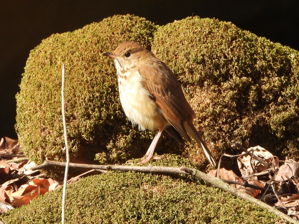 Hermit Thrush from Knox County, OH, USA on January 29, 2025 at 03:00 PM ...