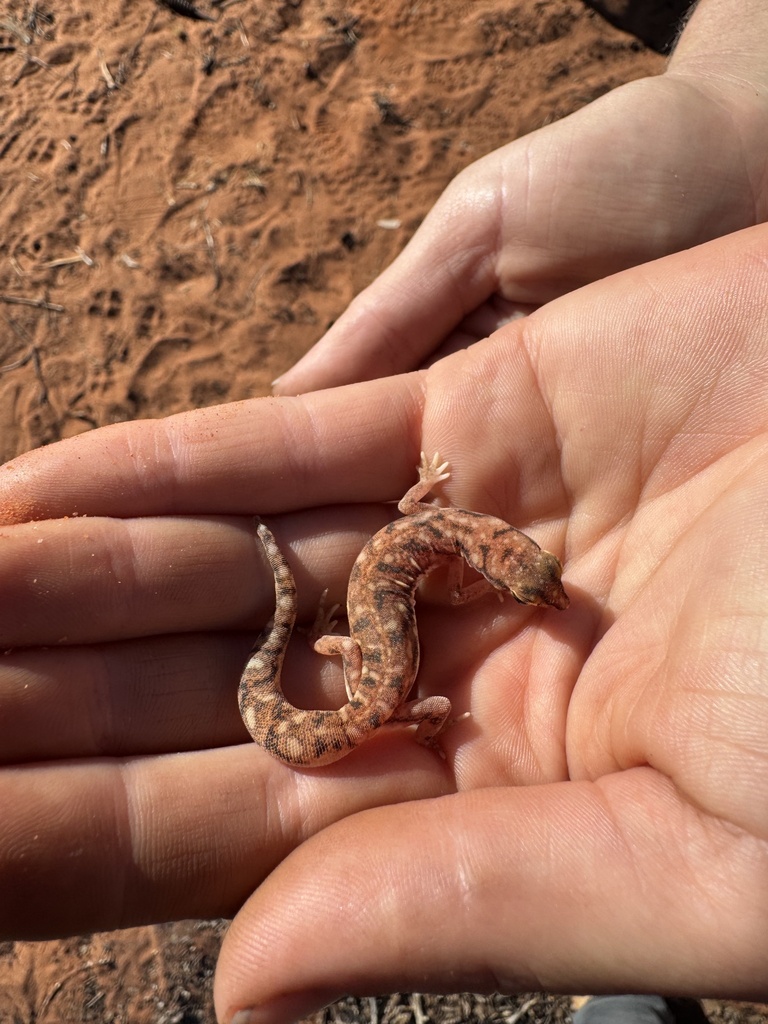 Western Beaked Gecko from Serpentine Lakes Rd, Beadell, WA, AU on April ...