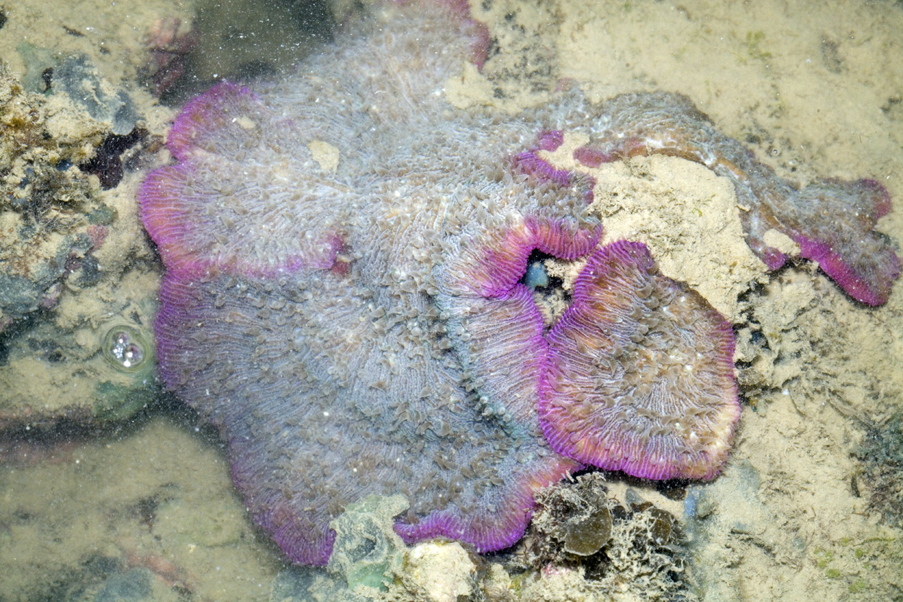 Lithophyllon undulatum Rehberg, 1892